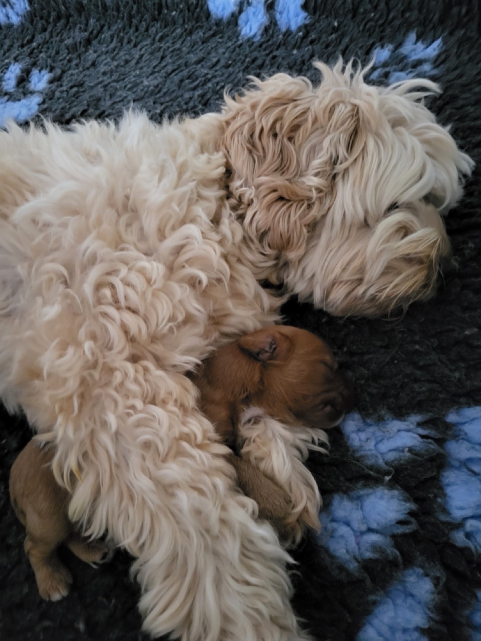 Onze Nestjes - Labradoodle Army