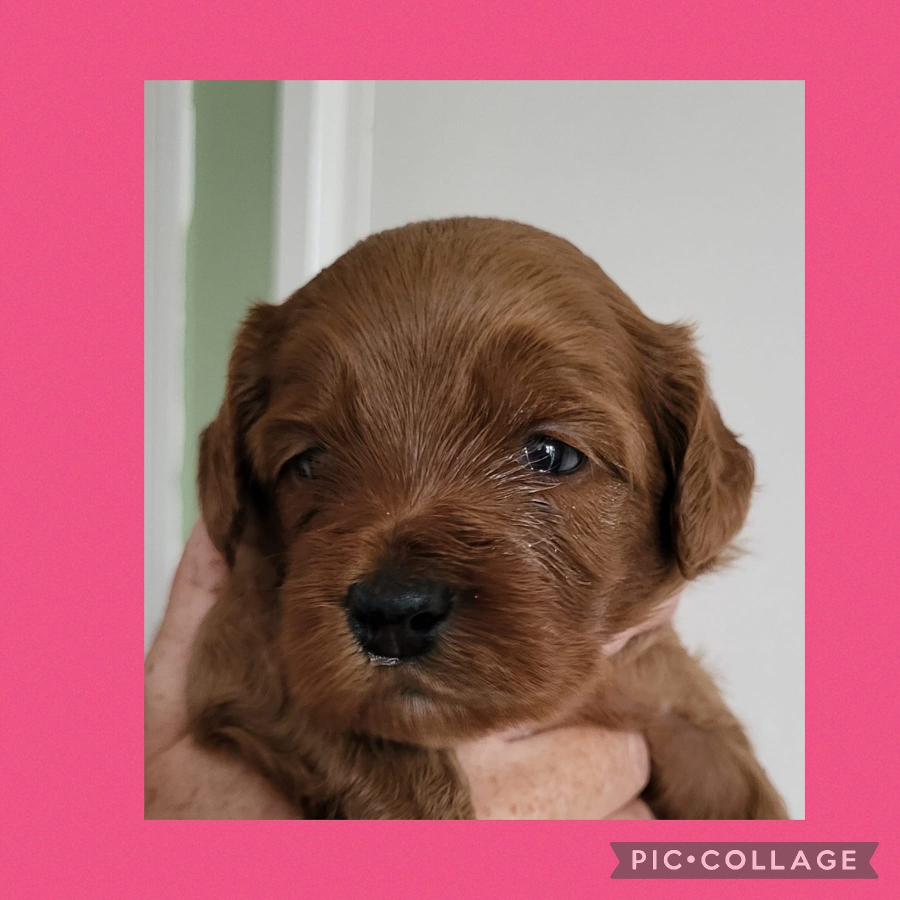 Onze Nestjes - Labradoodle Army