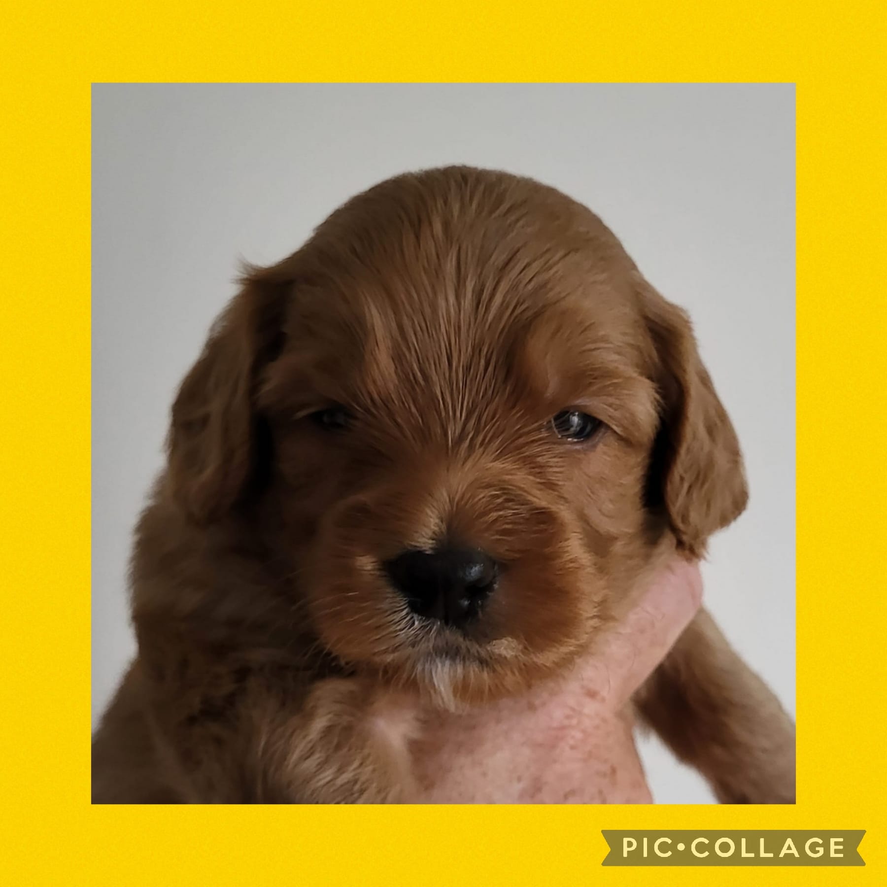 Onze Nestjes - Labradoodle Army