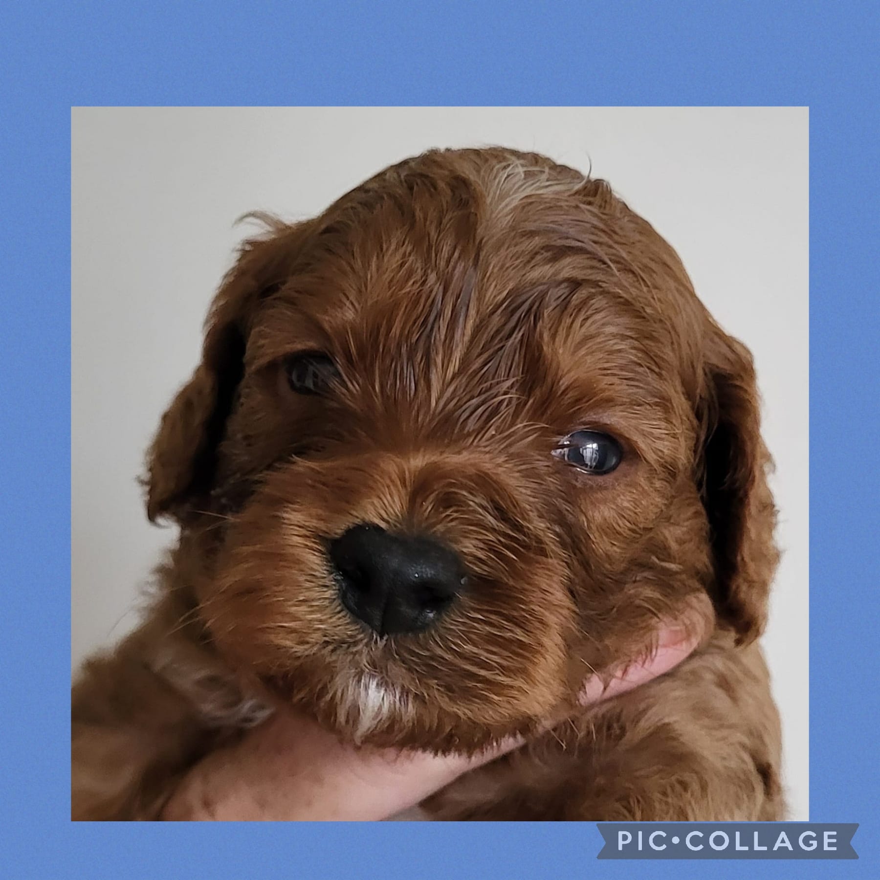 Onze Nestjes - Labradoodle Army