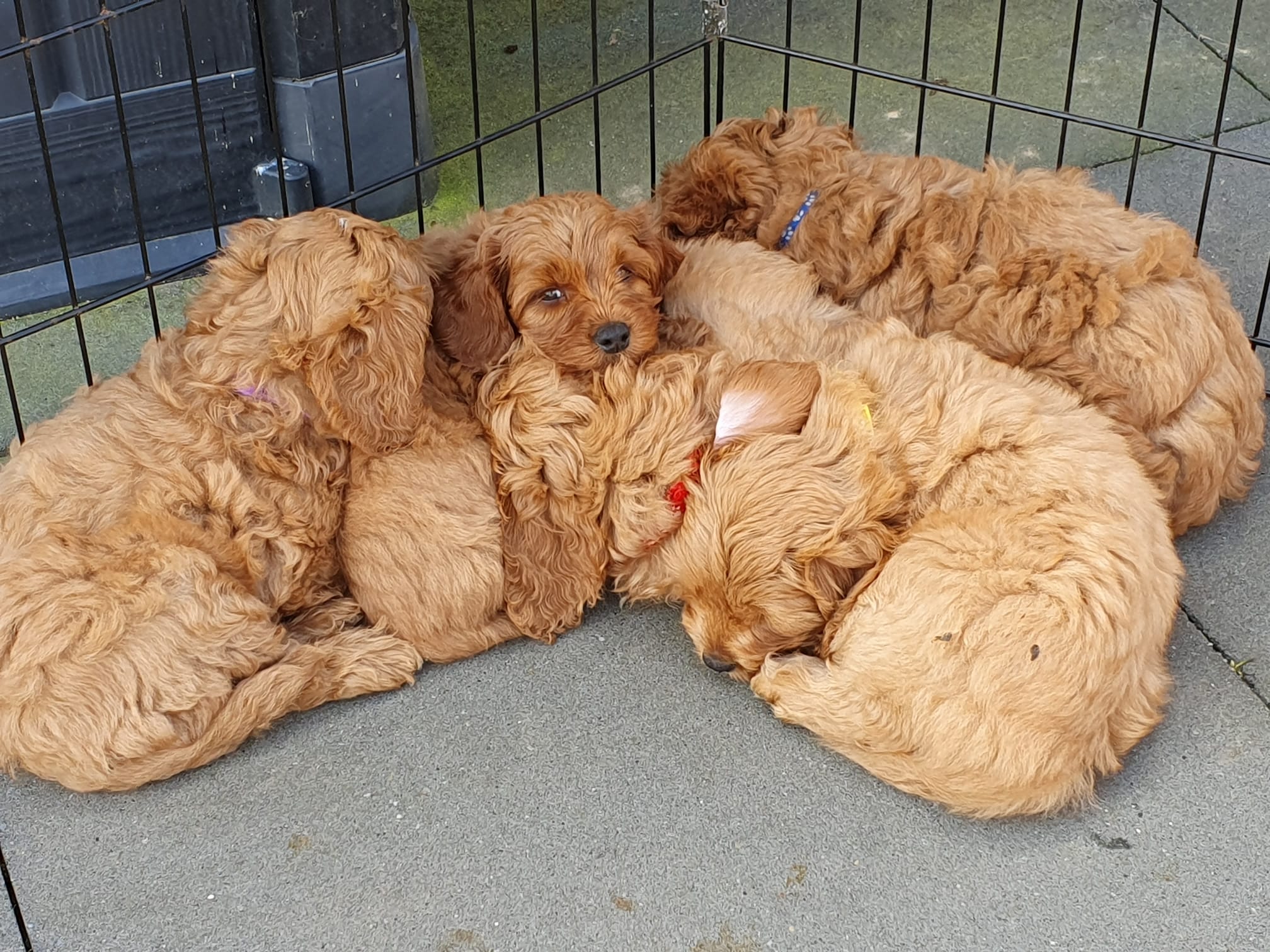 Onze Nestjes - Labradoodle Army